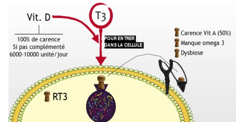 Et si c’était la thyroïde ?! | Vitasanté